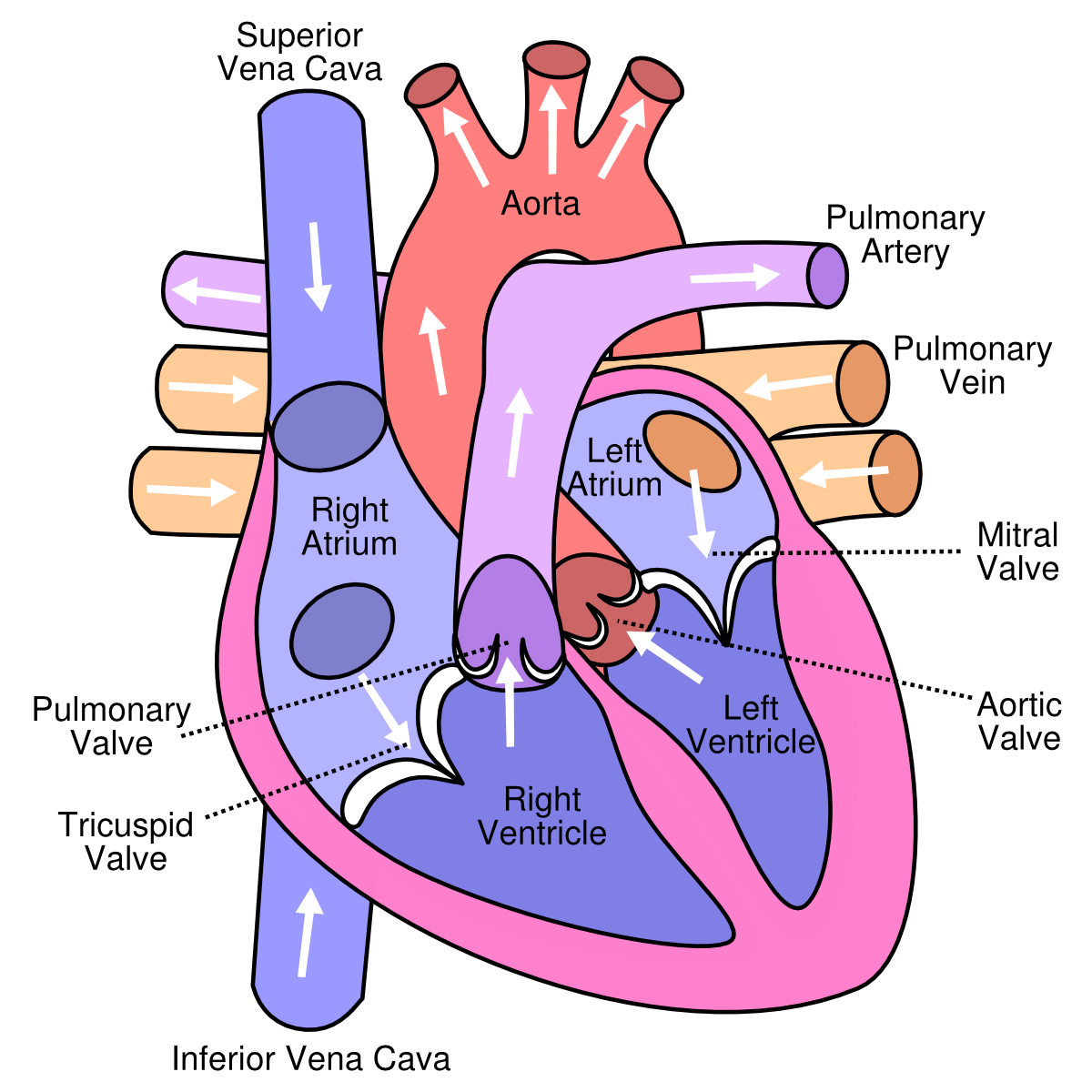 Open Heart Diagram