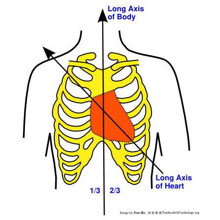 Anatomy of the Heart - Textbook of Cardiology