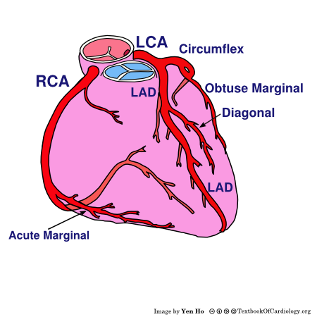 Anatomy of the Heart - Textbook of Cardiology